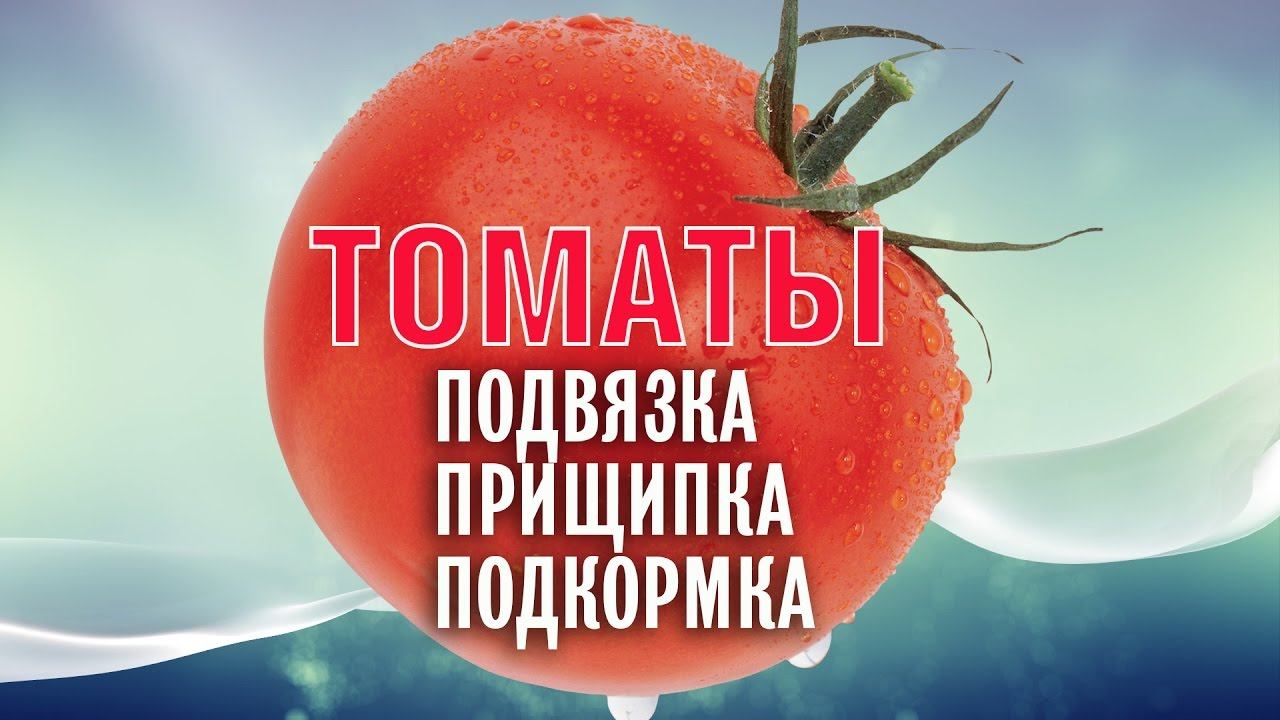 Томаты: подвязка, прищипка, подкормка, аккумуляторы тепла