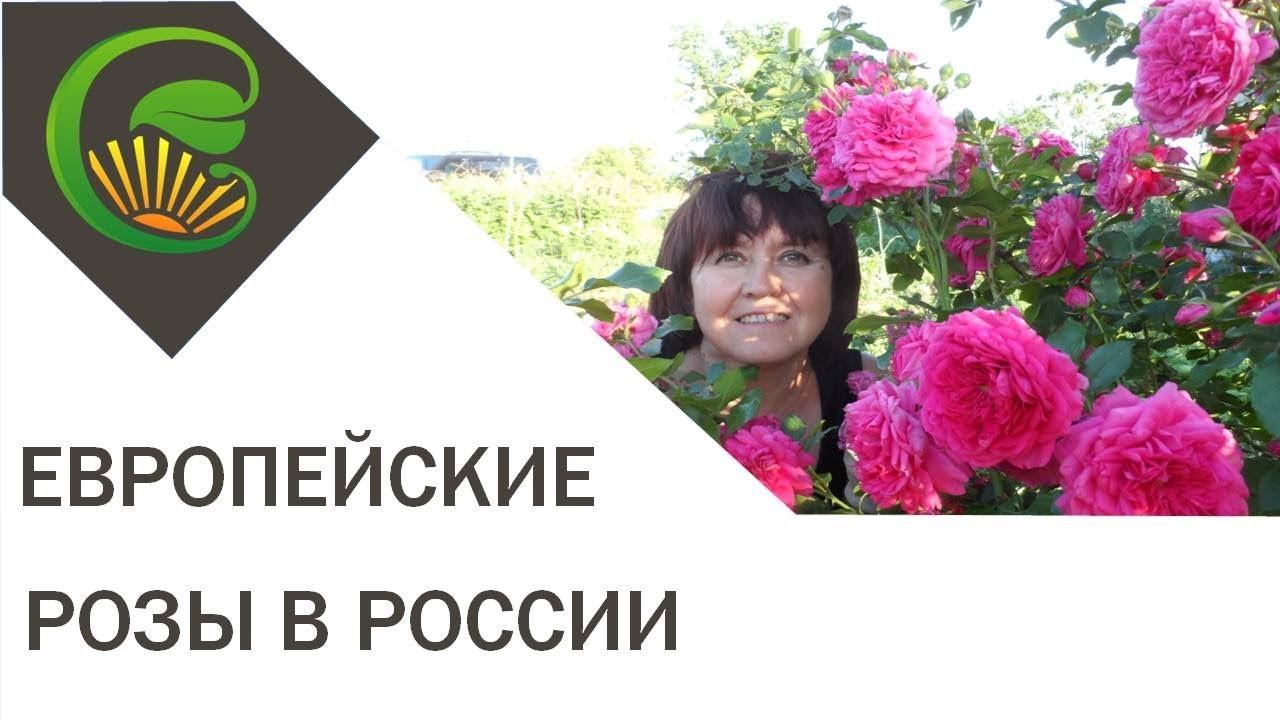 Европейские розы в суровом климате