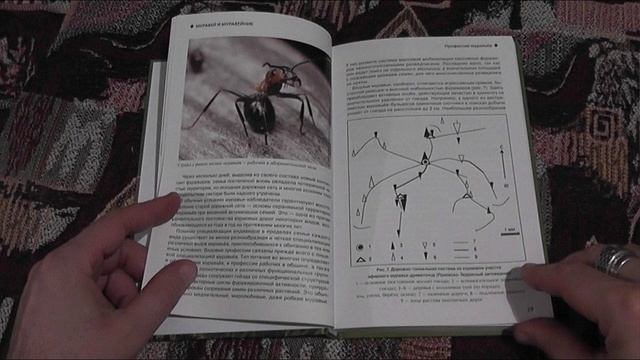 "Муравей.Семья.Колония" (А.А.Захаров,2018)