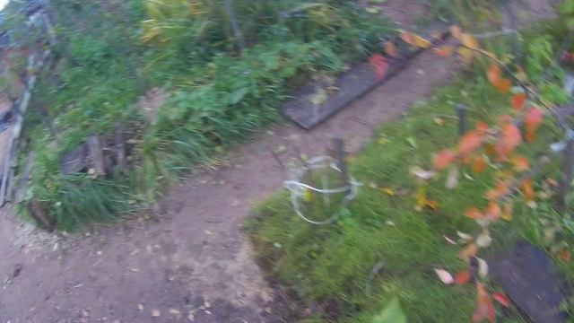 12 10 2017г. пересадка  нарциссов осенью.