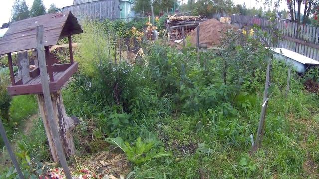 15 07 2017г вишни и дюки Кормилица , Спартанка.