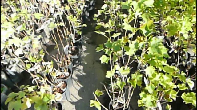 16 10 2017г поездка в Соломбалу за саженцами.