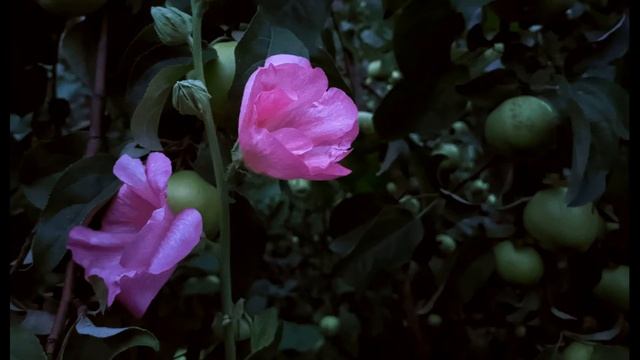 Я Аким  Неумейка #стихидлядетей#поэты20века