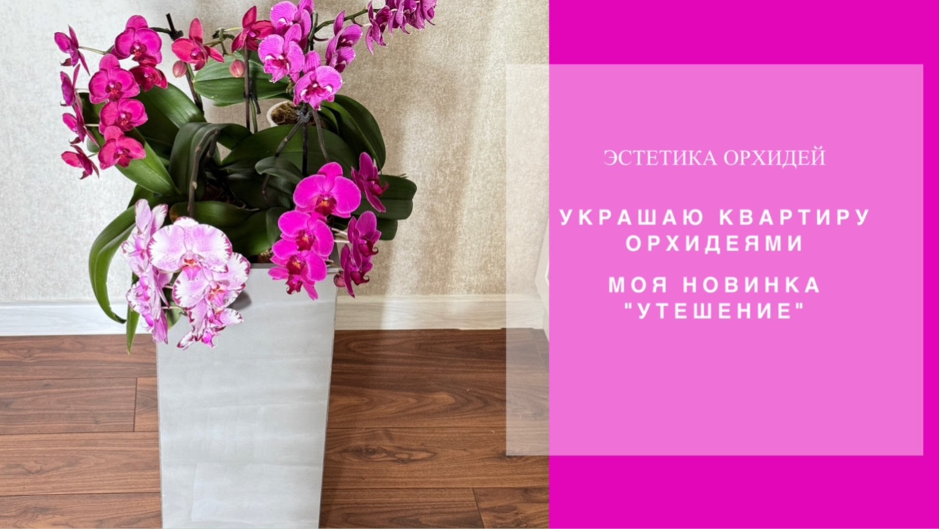 Новый житель phal. Ред Сезам. Видео в моем стиле💕