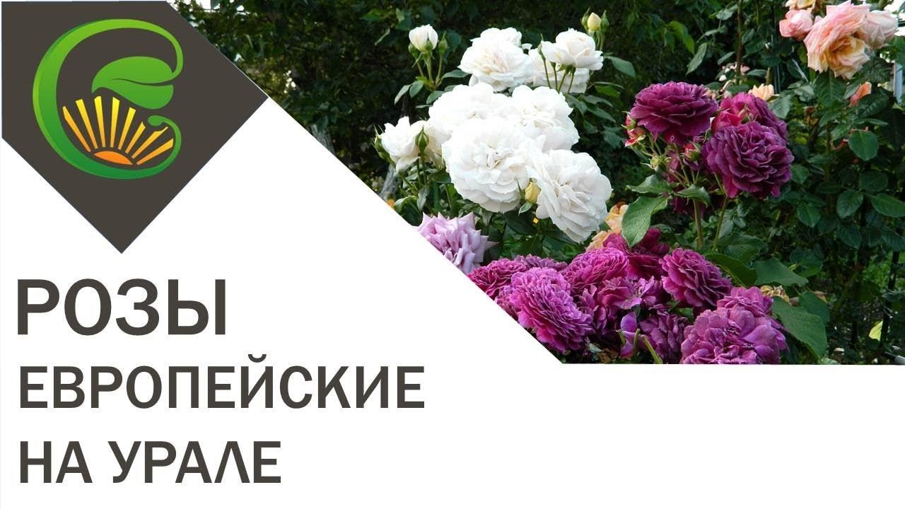 Европейские розы в садах Урала
