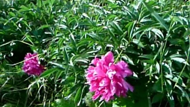 07 07 2016г  наш сад на Севере. Обзор участка.