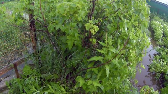 01 08 2017г. Льют дожди.