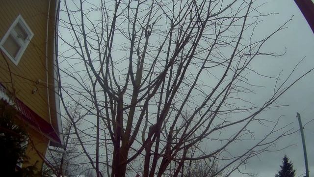 05 12 2017г. выращивание липы на севере.