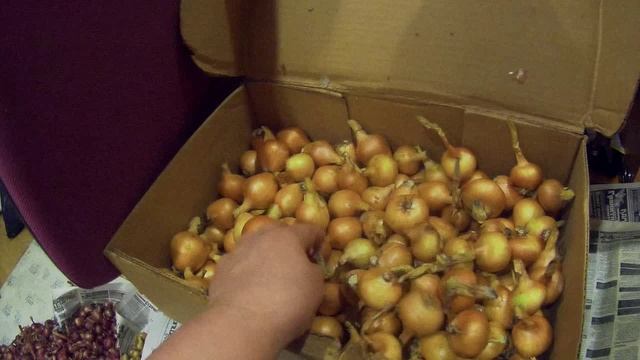 16 11 2017г. сортировка лука.