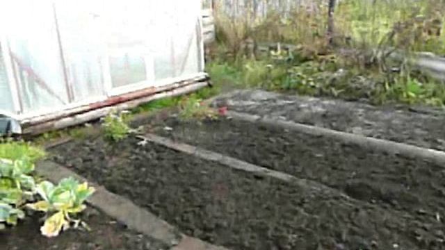 15 10 2016г.растения готовятся к зиме