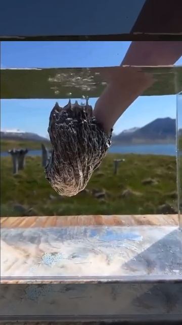 Гагачий пух