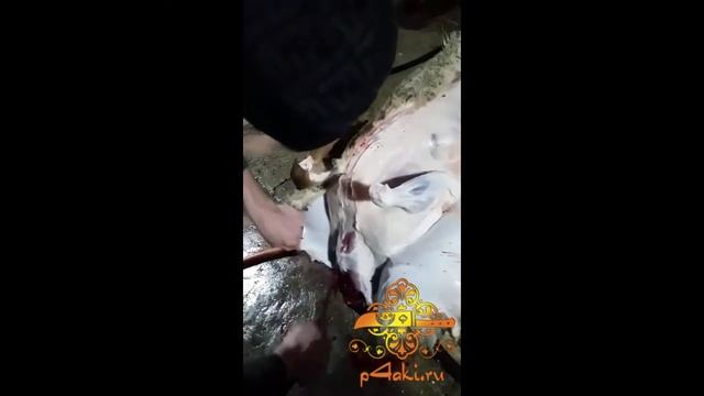 Самур, г. Махачкала. Часть 2. Отзыв о ноже - Пчак текстолит Классический от усто