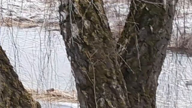 Утиное царство. Про тех кто живёт рядом..