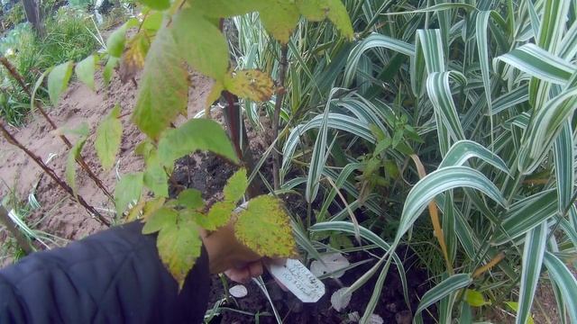 12 10 2017г малина и ежевика сорта.