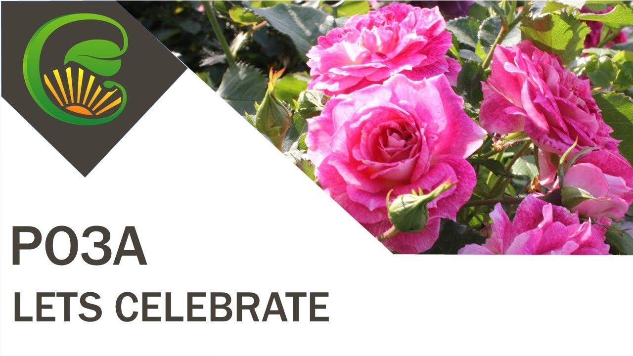 Lets Celebrate - английская роза