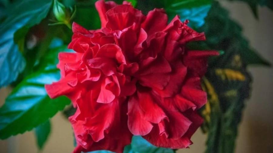 Гибискус китайский (китайская роза) -