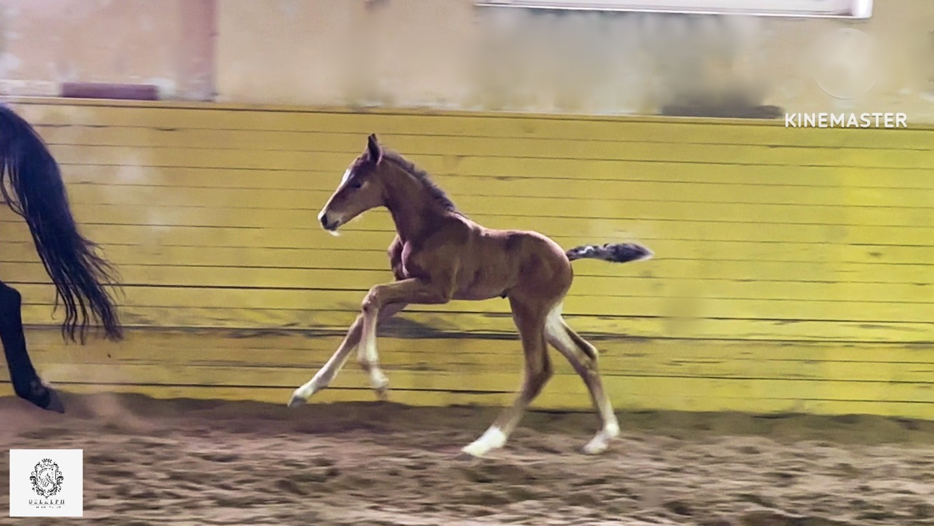 Жеребчик Дарвин WD, 2025 г.р.  #жеребятаотMrDeNiro