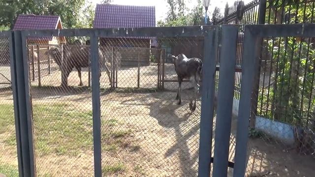 ДЕТСКИЙ БЛОГЕР ГОША ИДЕТ В ЗООПАРК