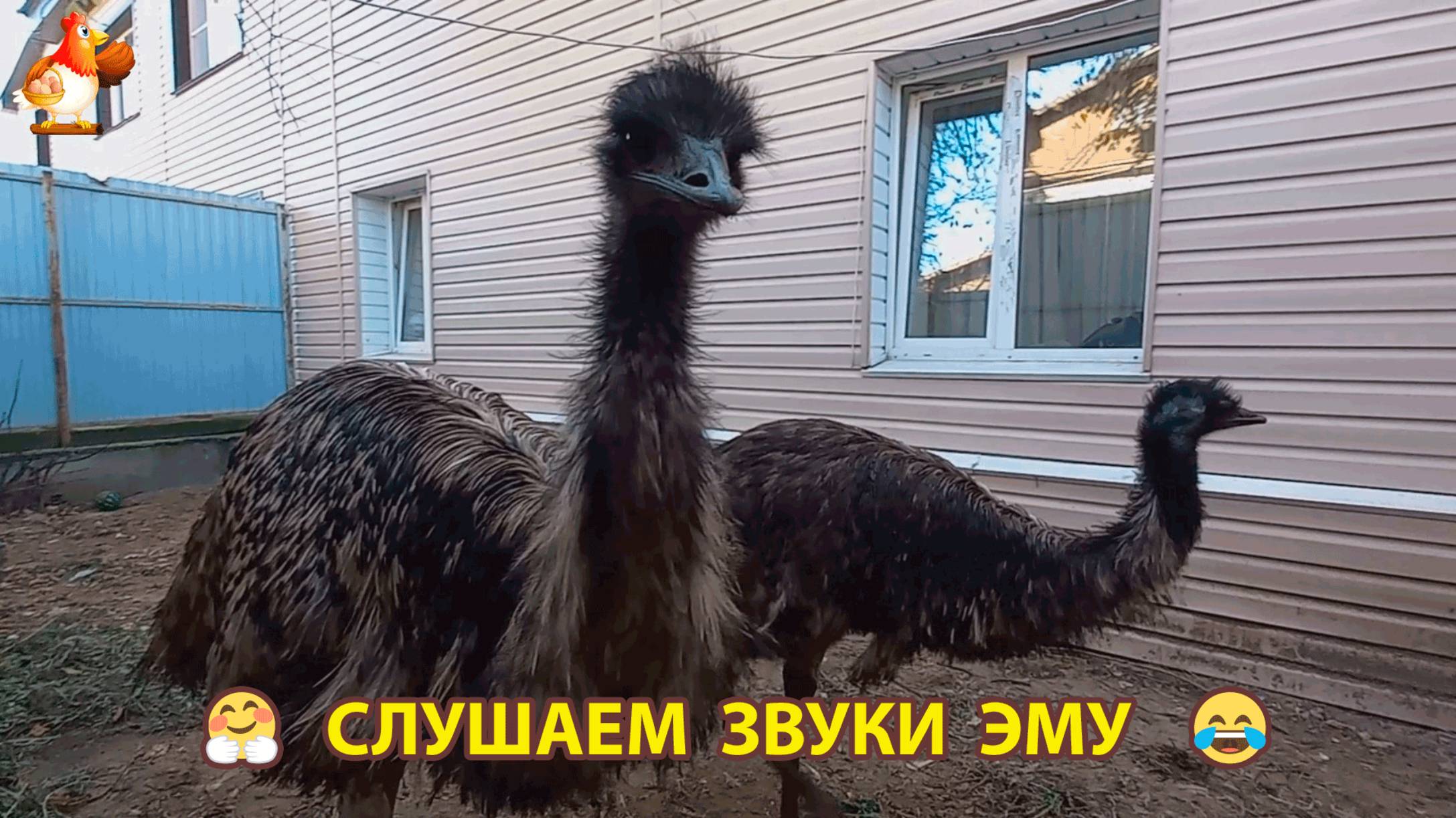 Эму Луис как бы барабанит ⁉️🥁 Надеемся, что по звукам он девочка ❣️🥰😂 Пол эму как определить ⁉️