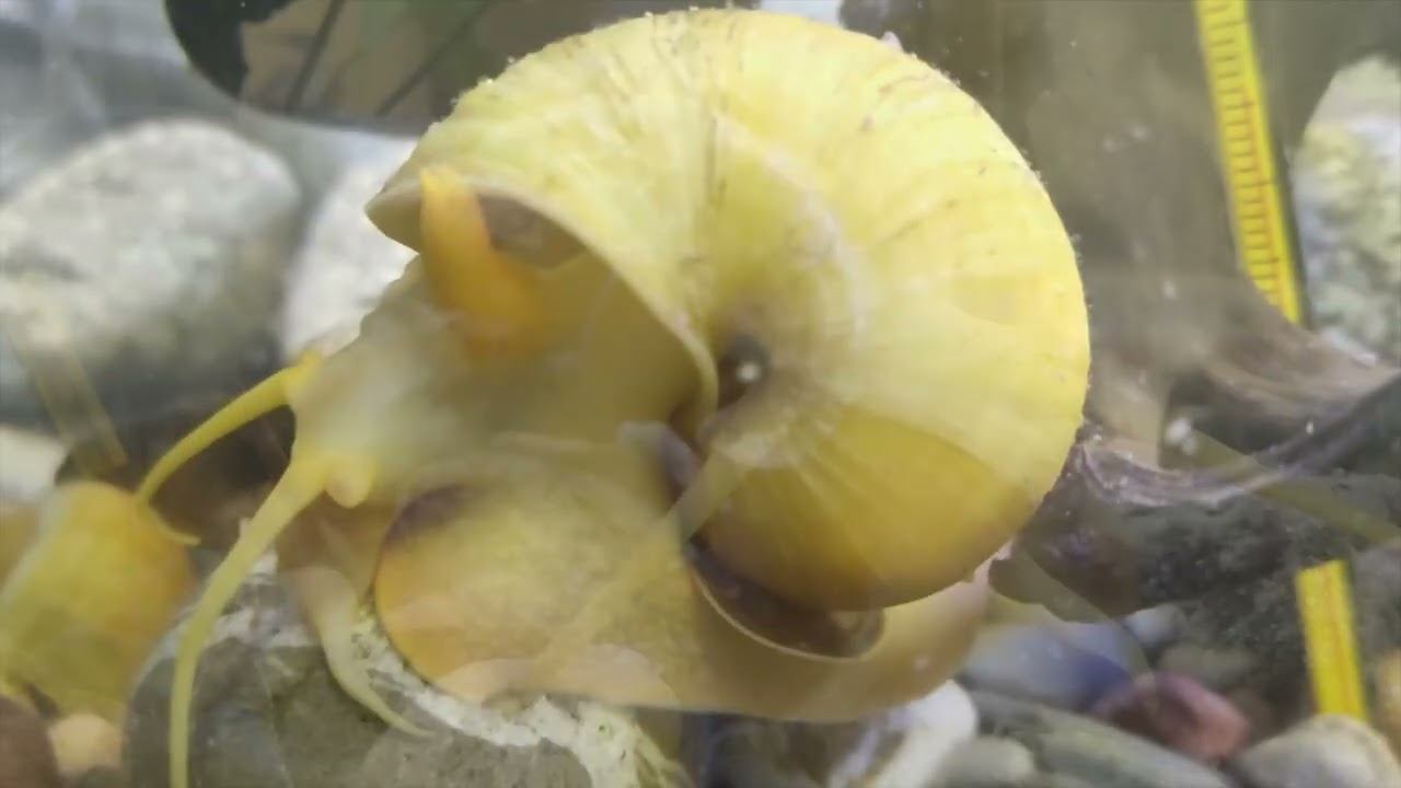 Улитка Ульяна наша удивительная питомица. Храм Серафима Саровского в Анапе