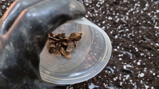 Клены дланевидные и другие выращивание из семян