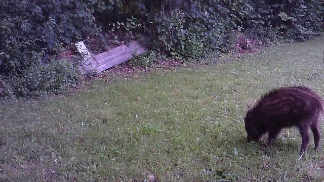 Дикие кабанчикино не в лесу...4ч.