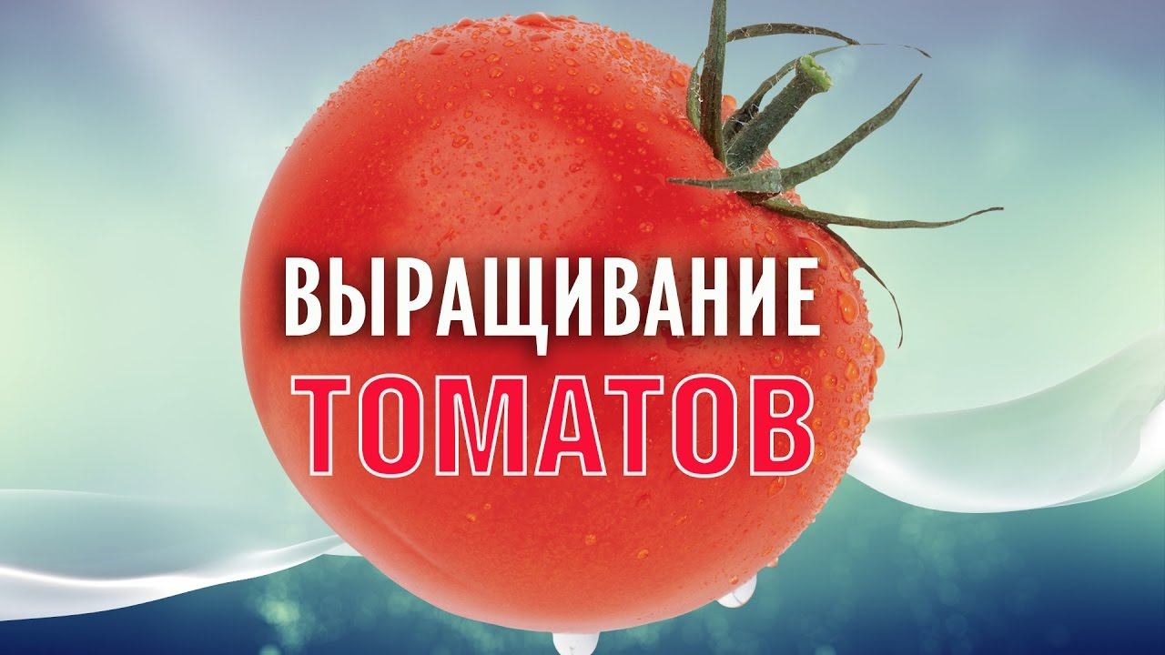Выращивание томатов – способы