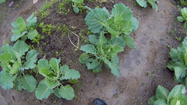 22 08 2017г выращивание капусты казачок.