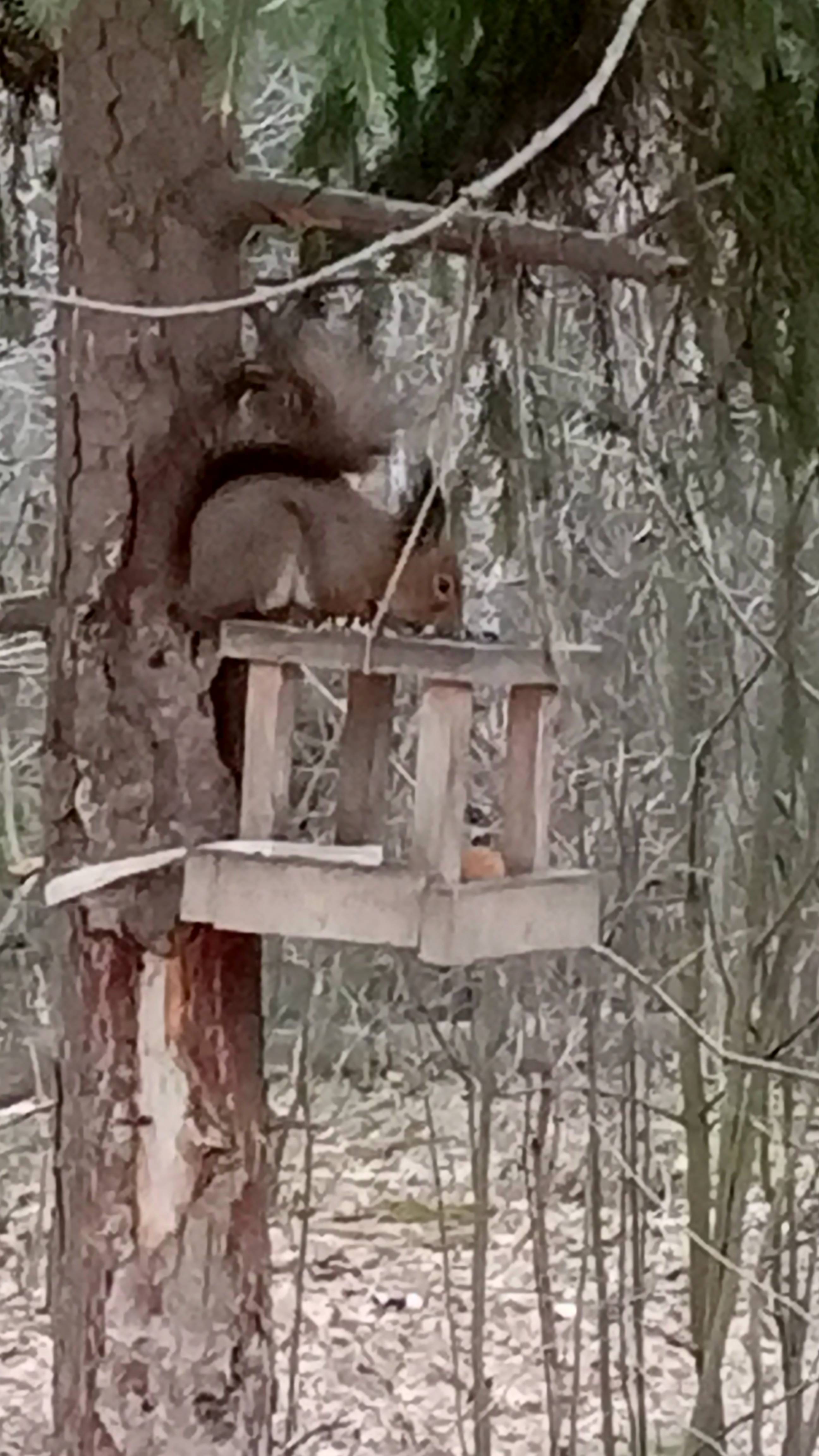 Завтрак в лесу .
