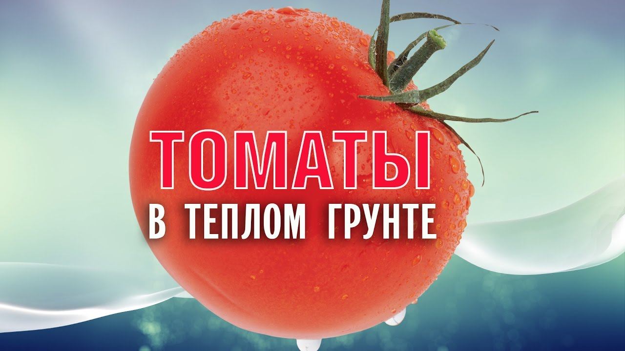 Томаты в теплом грунте