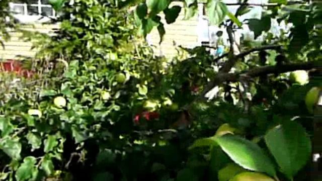 02 09 2016г. как подросли посевы и посадки.