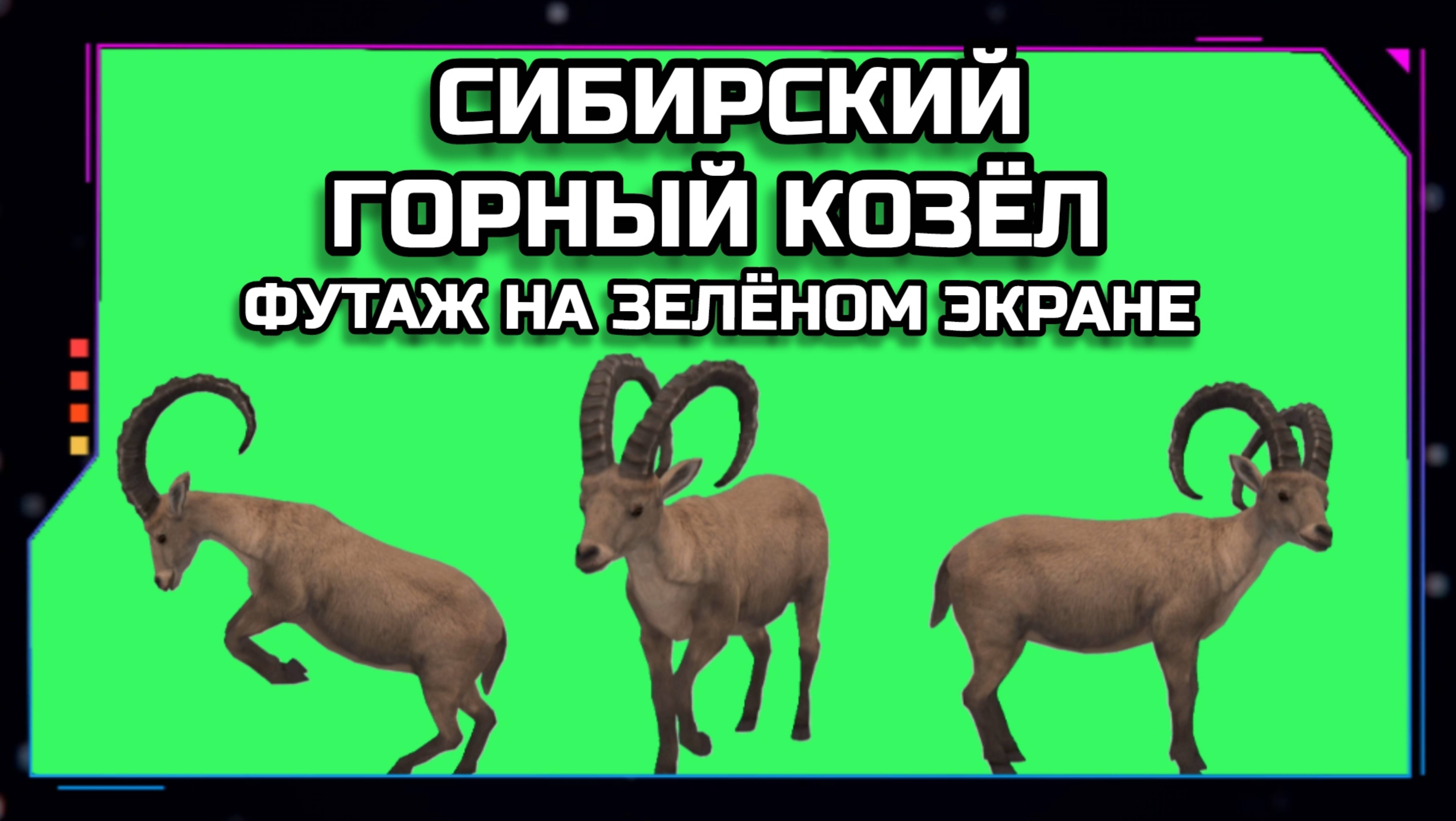 ГОРНЫЙ КОЗЁЛ видео GREEN SCREEN футаж. ХРОМАКЕЙ АНИМАЦИЯ на зелёном фоне.