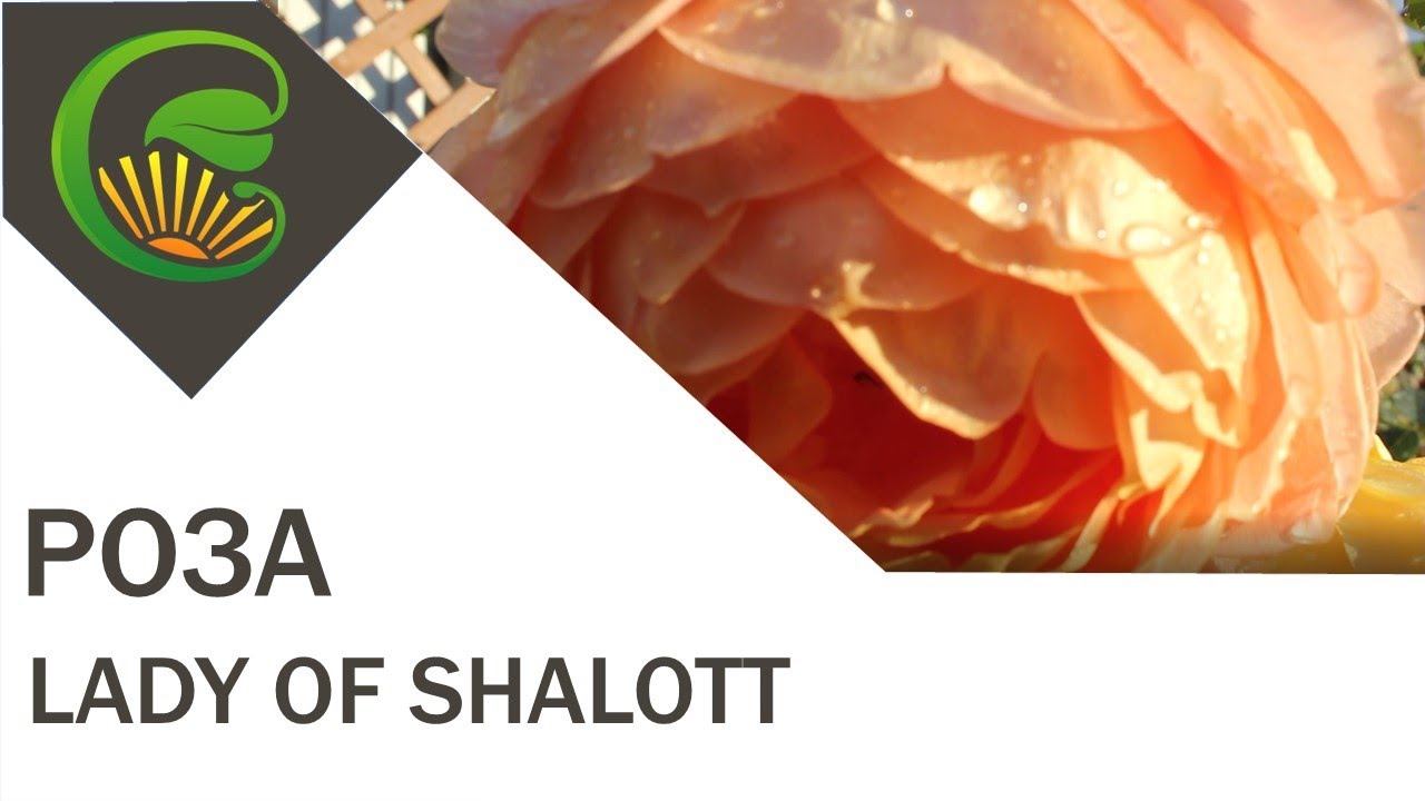 Lady of Shalott (Austin)