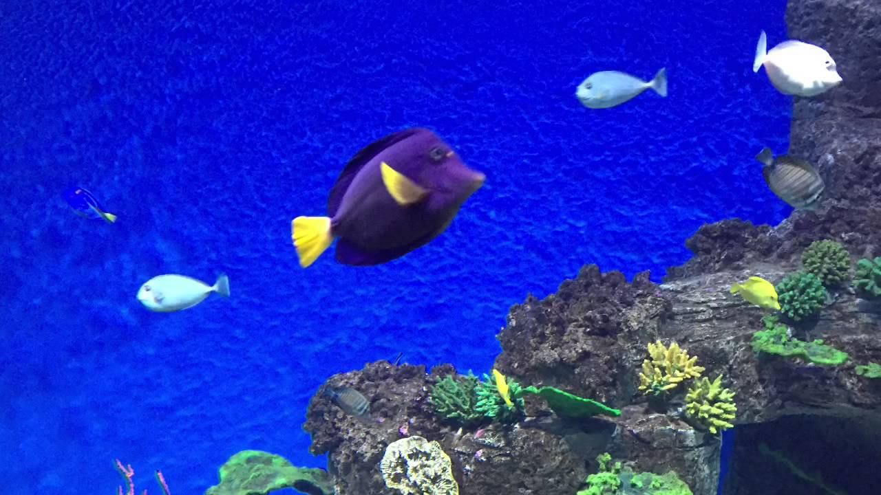 Океанариум. Москвариум на ВДНХ. Что посетить в Москве?