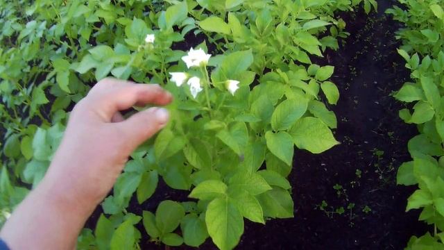 09 07 2017 выращивание картошки на крайнем севере.