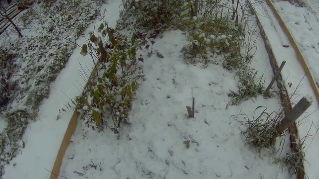 30 10 2017г укрытие растений на зиму.