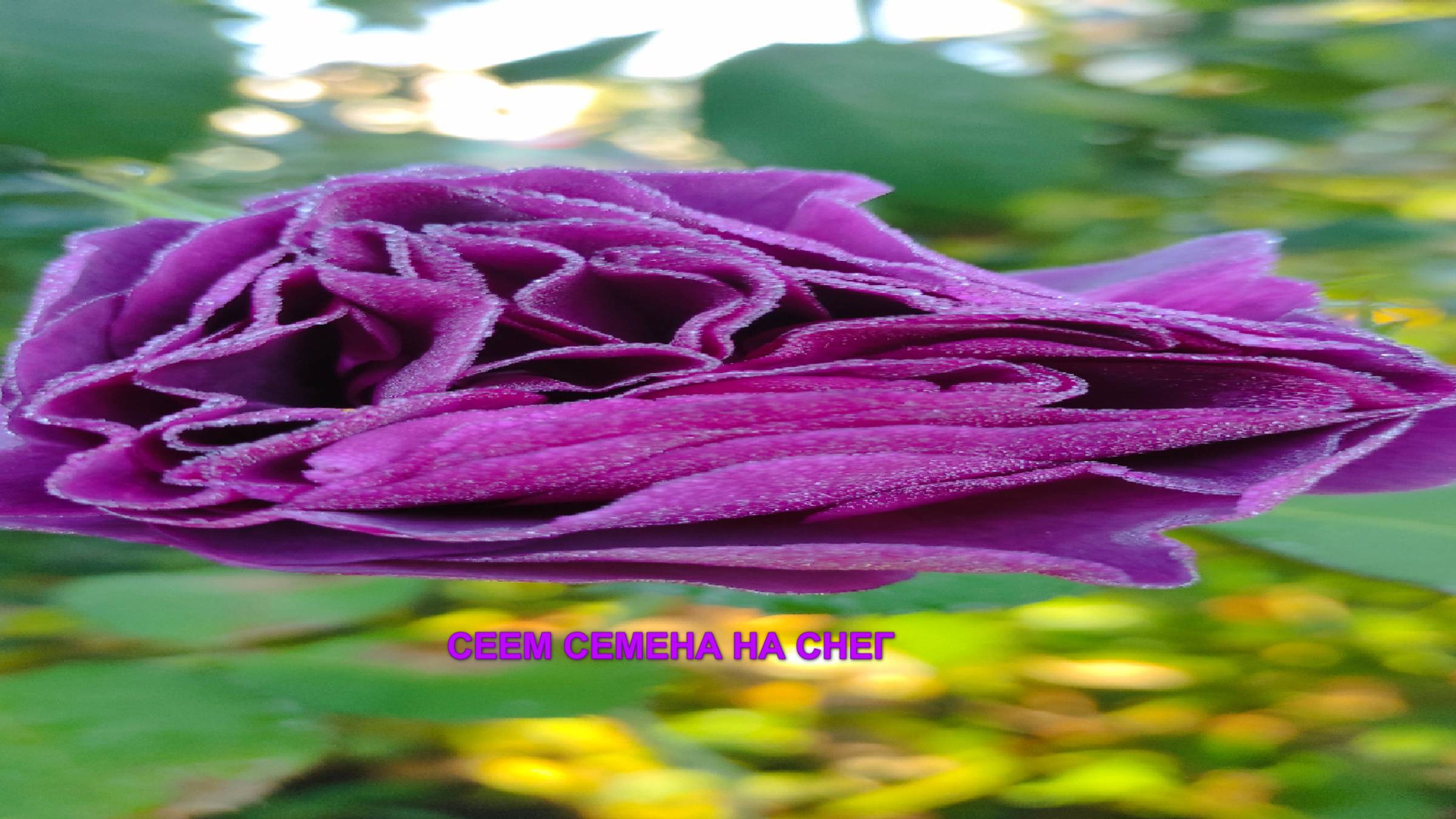 Посадка семян на снег и фитиль.