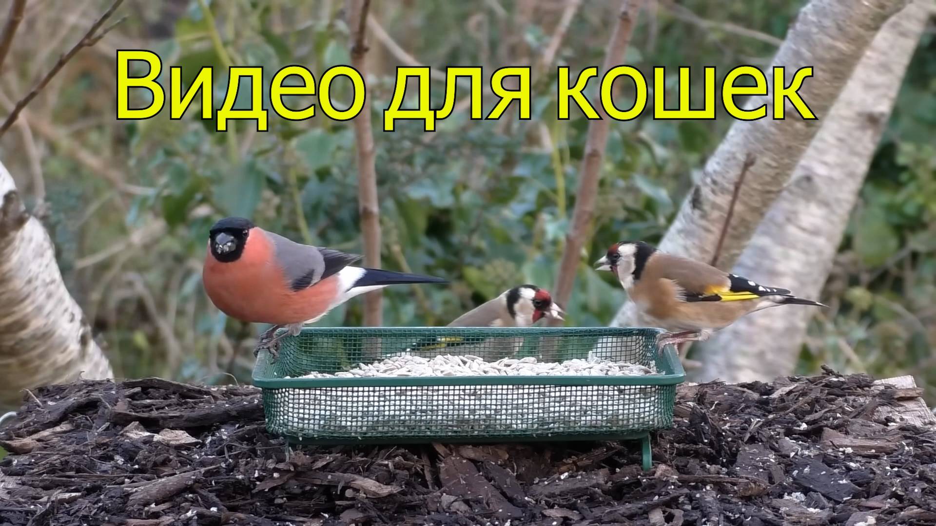 Видео для кошек - Video dlya koshek