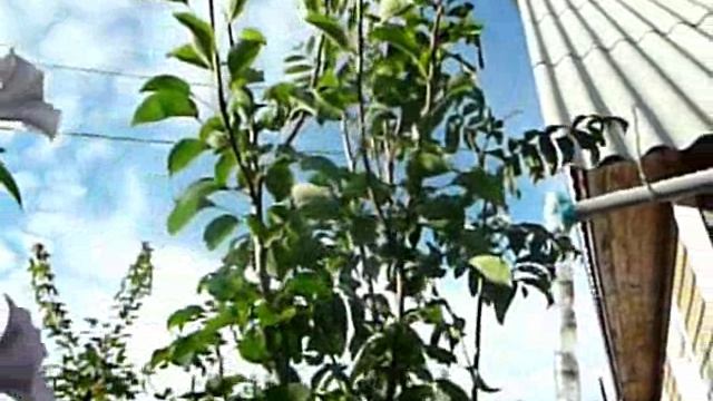 14 08 2016г. рассказ о растениях на участке Продолжение.