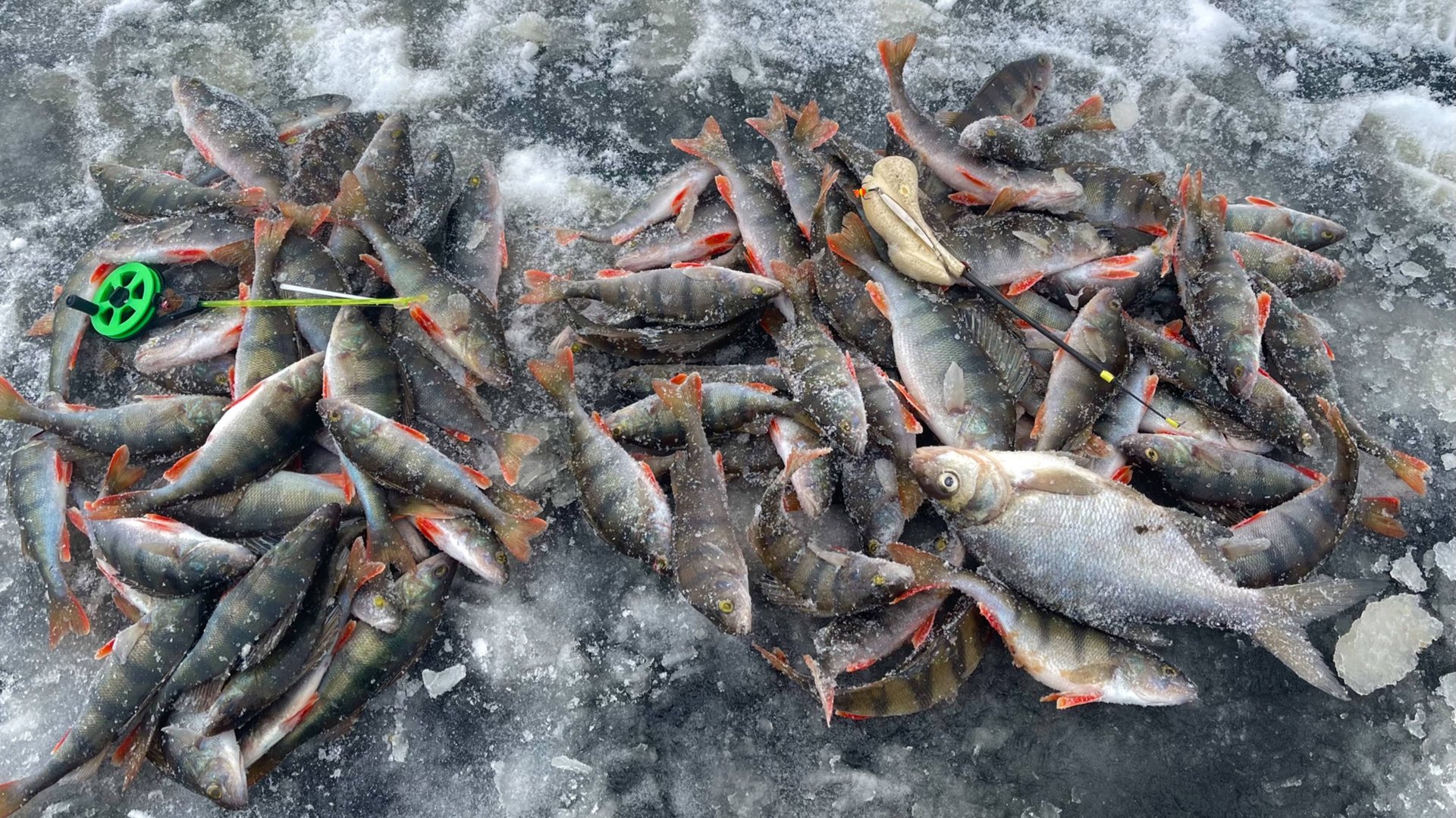 Ловля окуня на мелководье Финского залива | Блесна или мормышка, что лучше? |