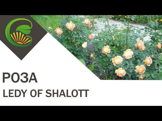 Английская роза «Lady of Shalott"