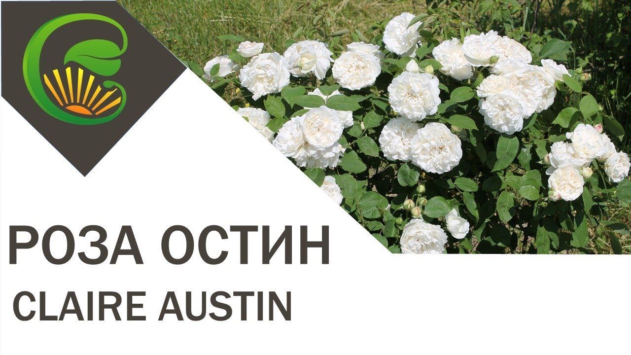 Роза Сlaire Austin