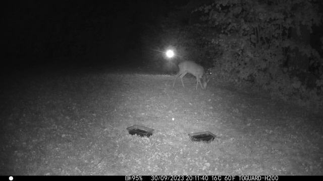 косуля. ночь