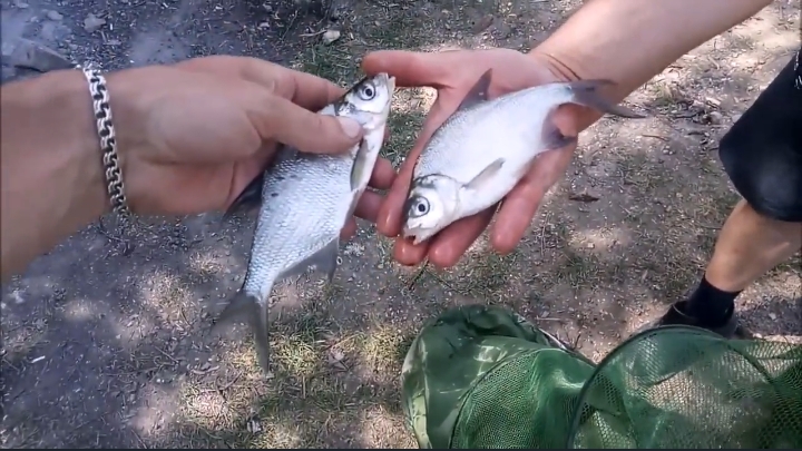 Горлинка рыбалка. Рыбалка в Белогорске. Рыбалка. Фидер.