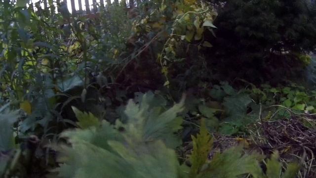 13 08 2017г. Дельфиниумы 4ч повторное цветение. размножение.