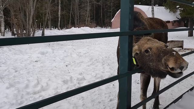 Забавные лосики на ферме в Костроме