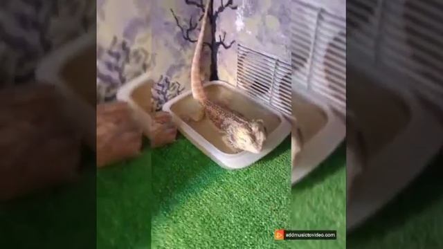 Гоша принимает ванну.