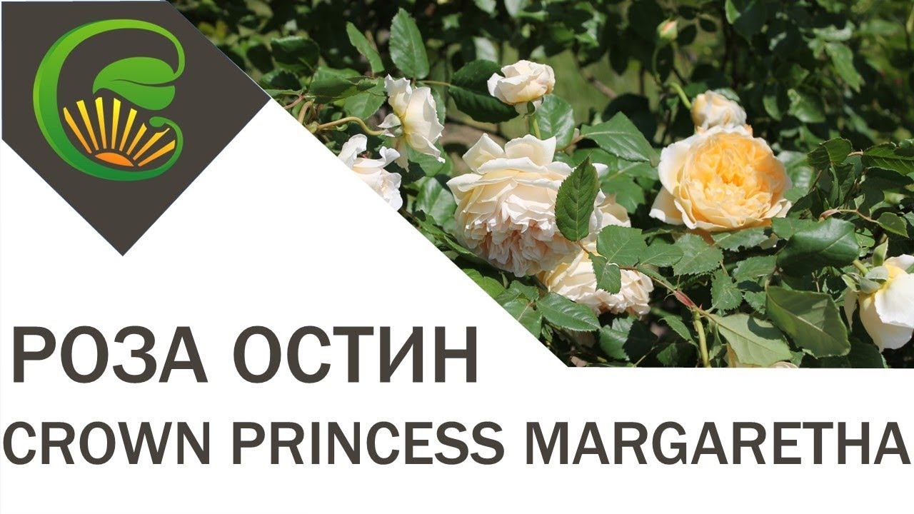 Английская Роза Crown Princess Margaretha