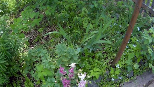 25 06 2017г. аквилегия игра природы