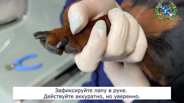 Инструкция. Как подстричь когти животному?